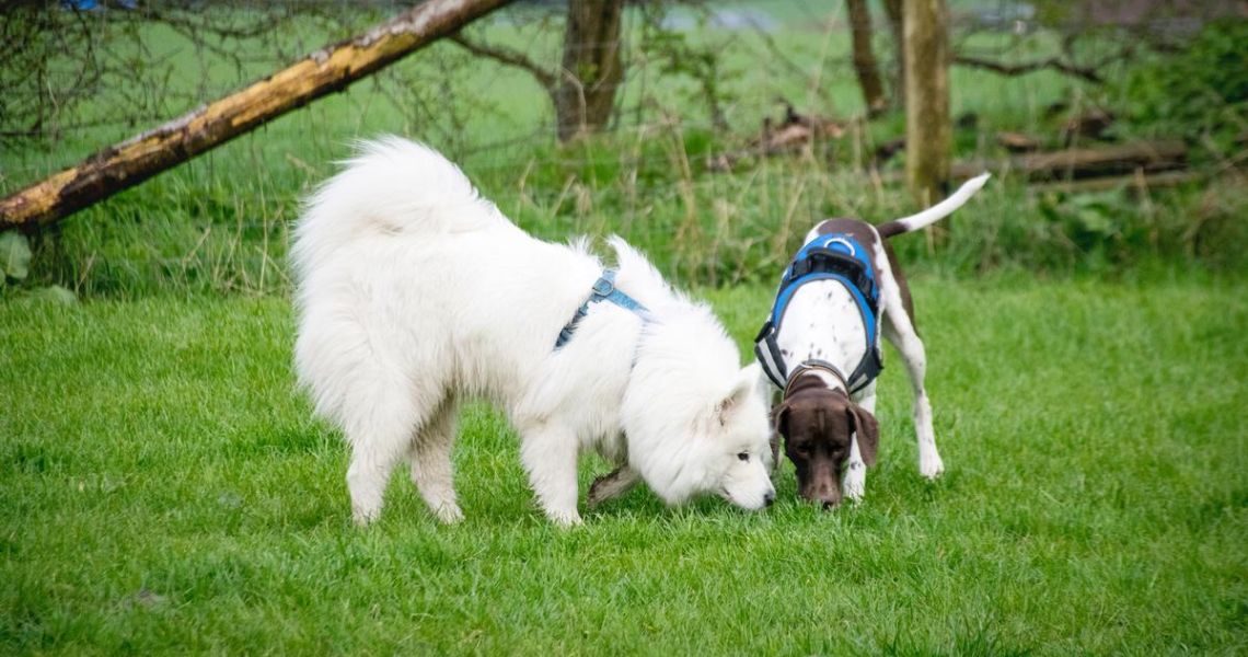 10 år for dyrene på Fyn | Dyrenes Beskyttelse